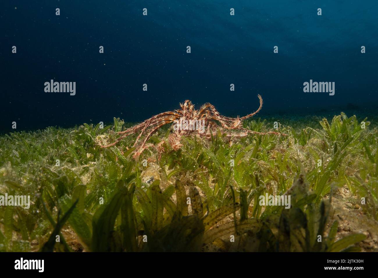Coral reef and water plants in the Red Sea, Eilat Israel Stock Photo ...