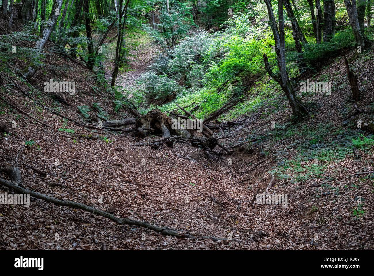 A natural scenery of a forest trail Stock Photo - Alamy