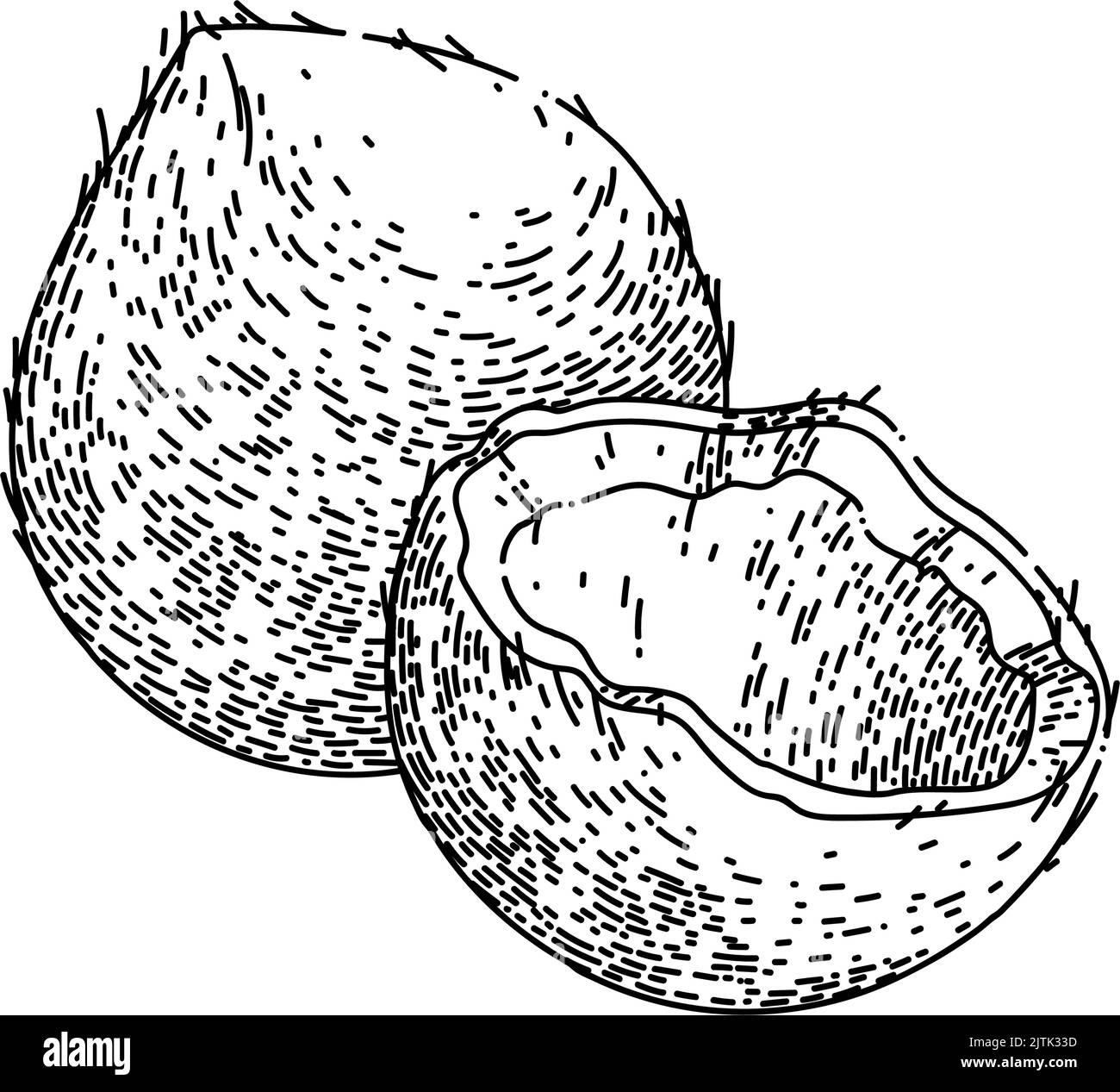 coco cut sketch hand drawn vector Stock Vector Image & Art - Alamy