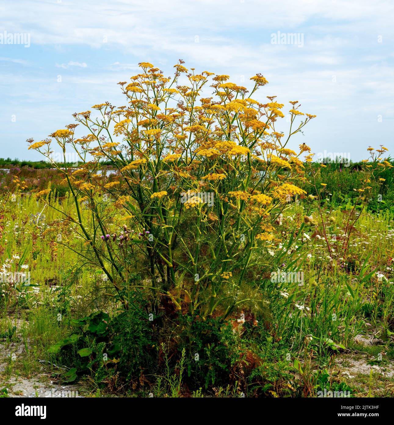 Spice fennel plant hi-res stock photography and images - Alamy
