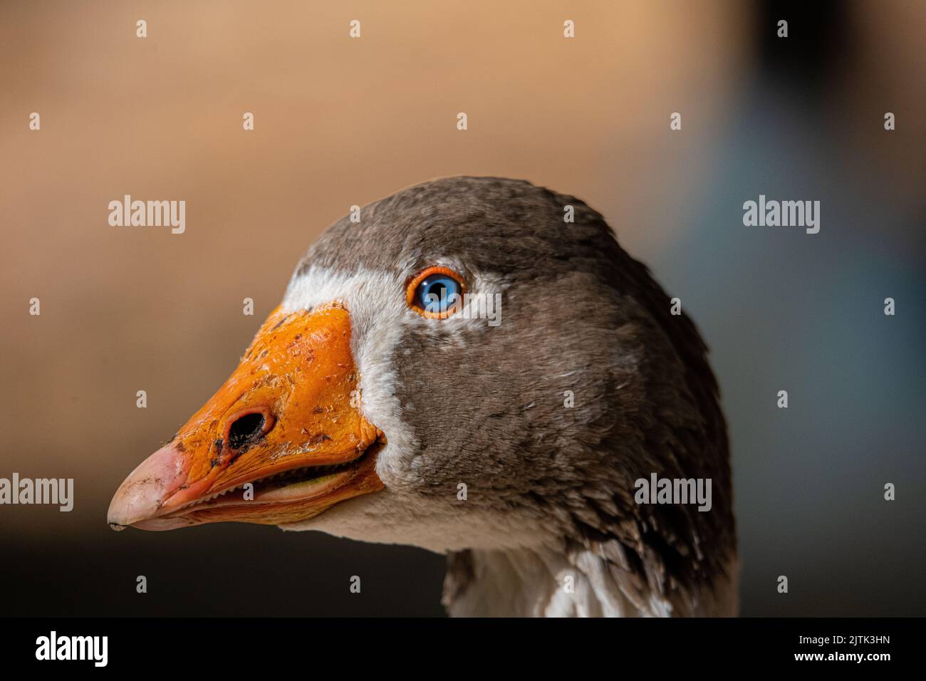 Portrait of a Goose Stock Photo - Alamy