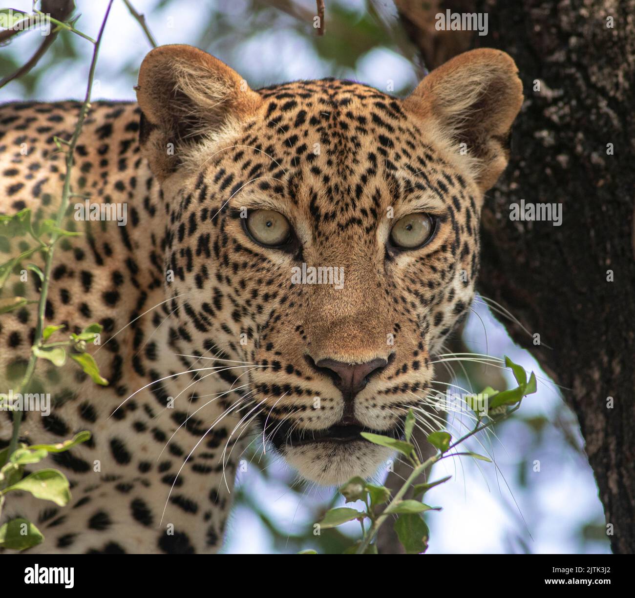 leopard in the tree; Leopard on a tree; leopard resting; leopard ...