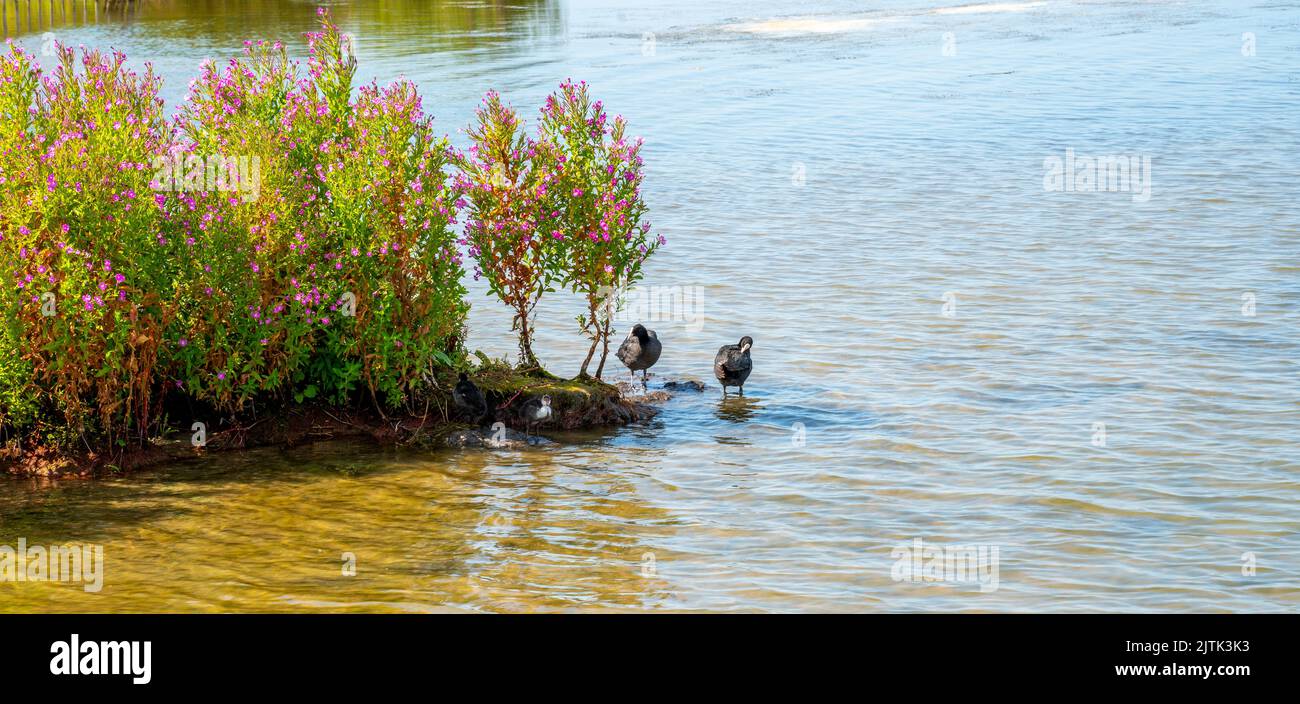 Parents and juvenile Eurasian coots (Fulica atra Stock Photo - Alamy