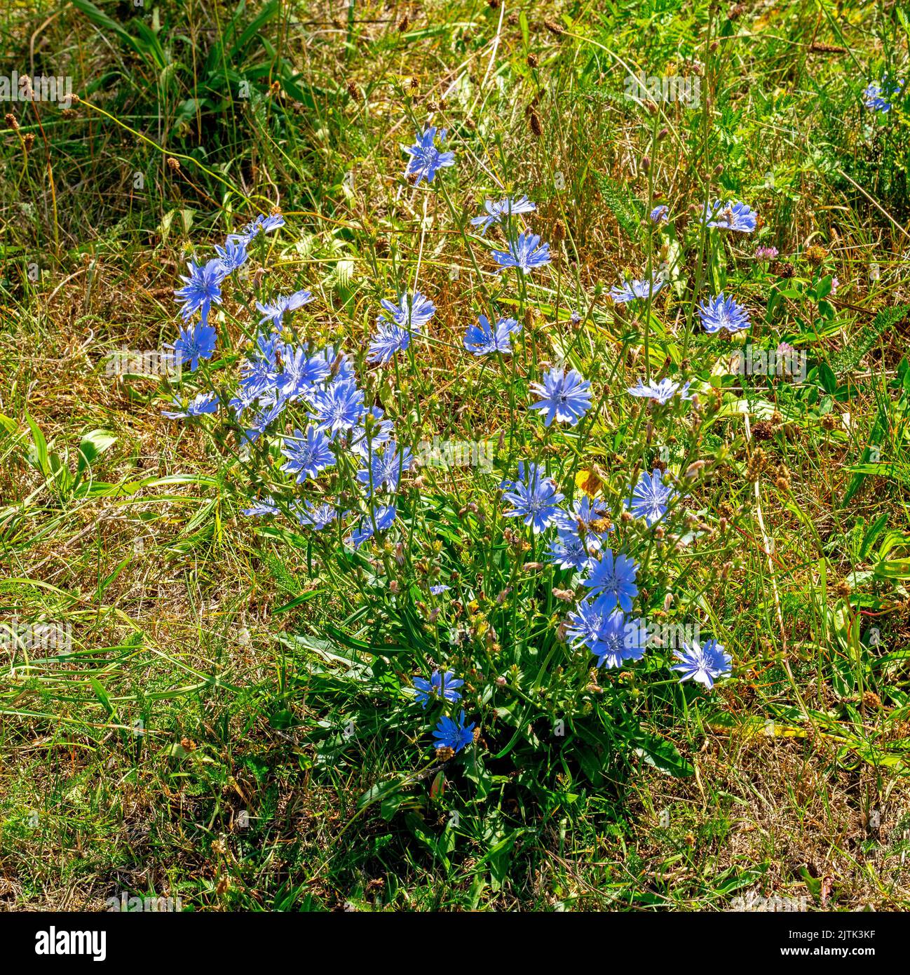 Close up of Common Chicory (Cichorium intybus Stock Photo - Alamy