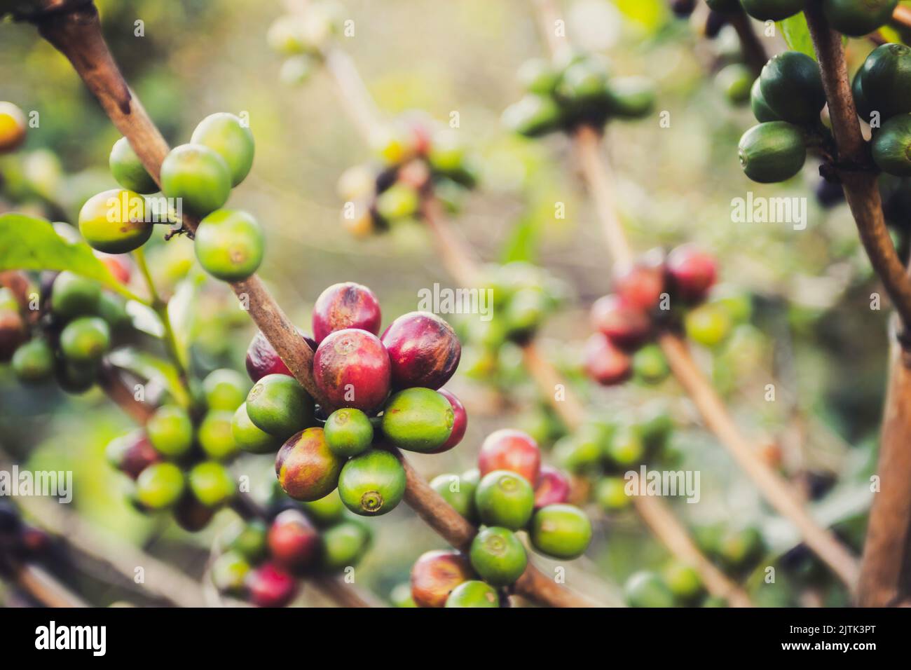 Coffee seeds with a red and green color, Raw coffee in Phitsanulok ...