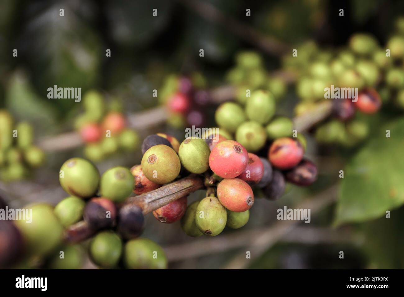 Coffee seeds with a red and green color, Raw coffee in Phitsanulok ...