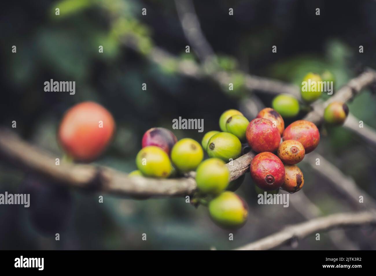 Coffee seeds with a red and green color, Raw coffee in Phitsanulok ...