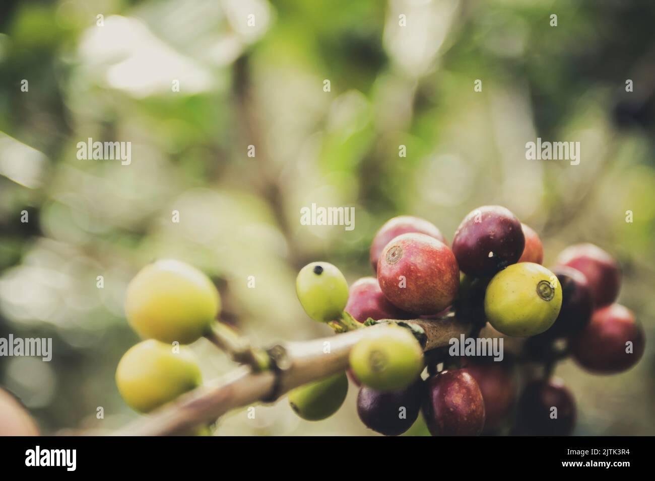 Beautiful coffee seeds hi-res stock photography and images - Alamy