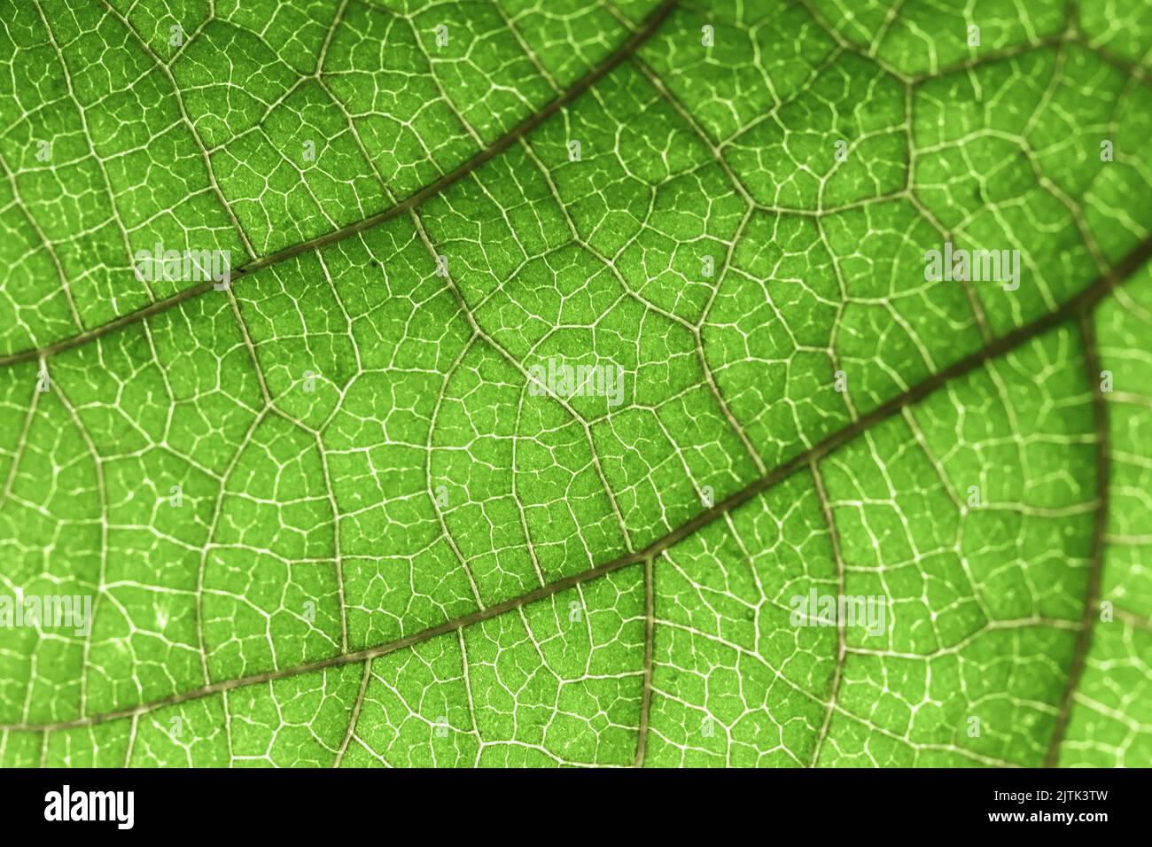 Close-up fresh nature of green leaf in garden under the sunlight. Soft ...