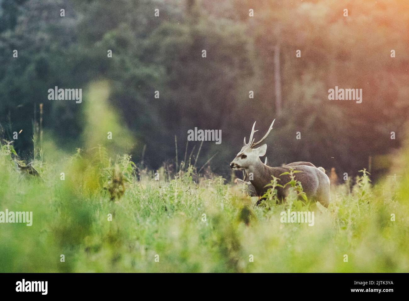 Beautiful moment of hog deers in a natural condition at sunset ...