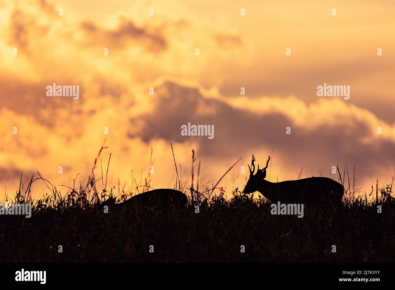 Beautiful moment of hog deers in a natural condition at sunset ...