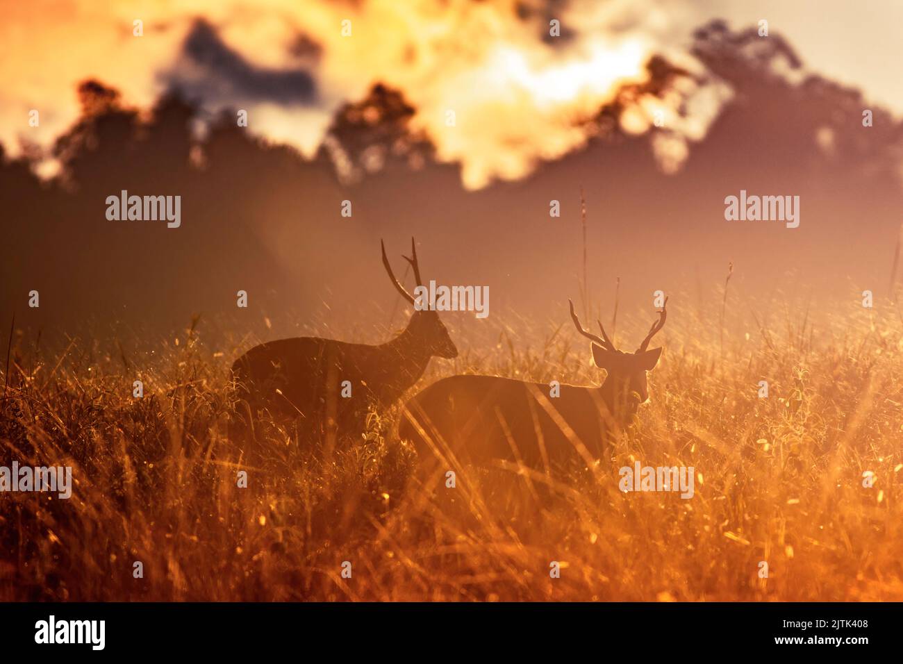Beautiful moment of hog deers in a natural condition at sunset ...