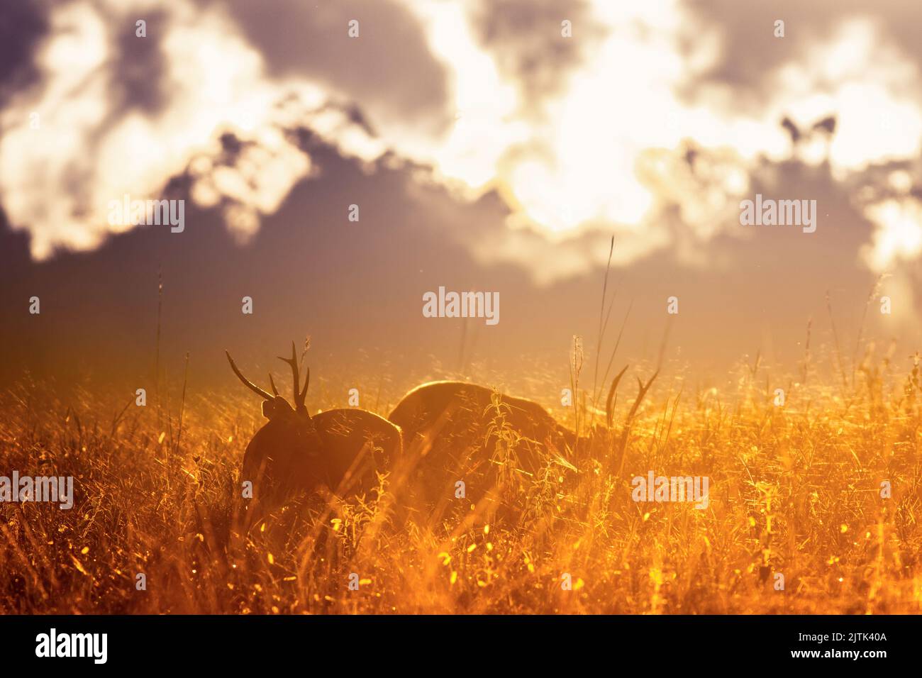Beautiful moment of hog deers in a natural condition at sunset ...