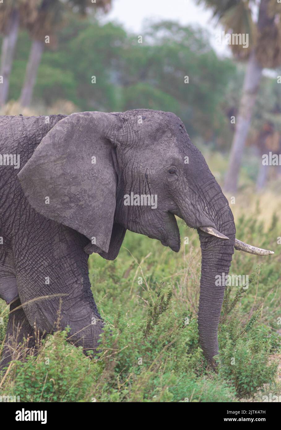 Herd female african elephants hi-res stock photography and images - Alamy