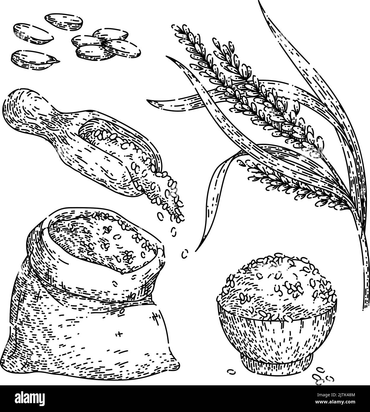 rice grain set sketch hand drawn vector Stock Vector Image & Art - Alamy rice grain set sketch hand drawn vector Stock Vector Image & Art - Alamy