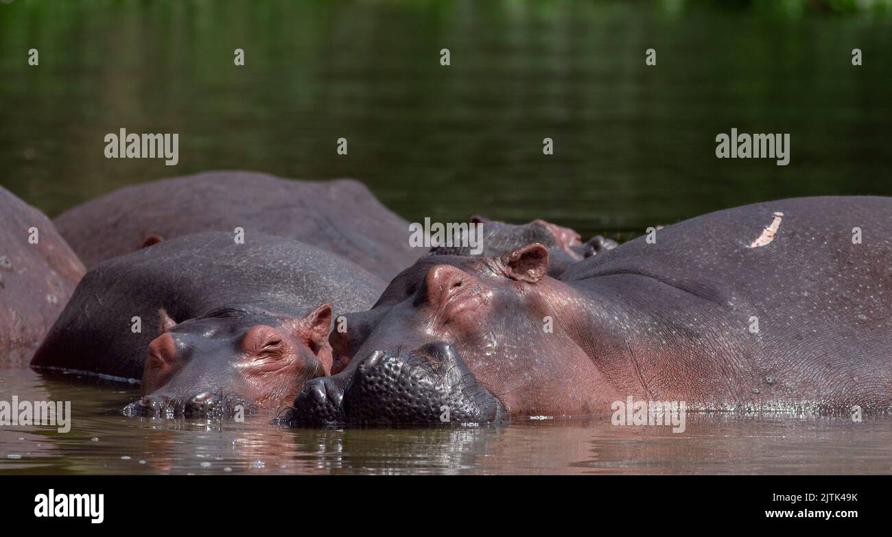 hippopotamus in water; smiling hippo; hippo in the water; hippo head ...