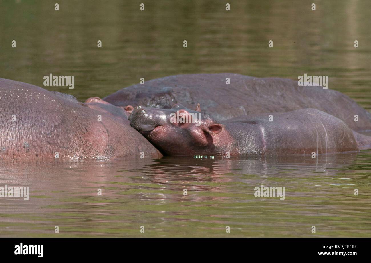 hippopotamus in water; smiling hippo; hippo in the water; hippo head ...