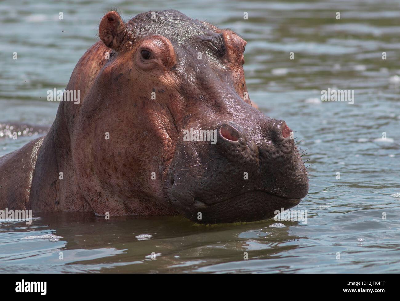 hippopotamus in water; smiling hippo; hippo in the water; hippo head ...