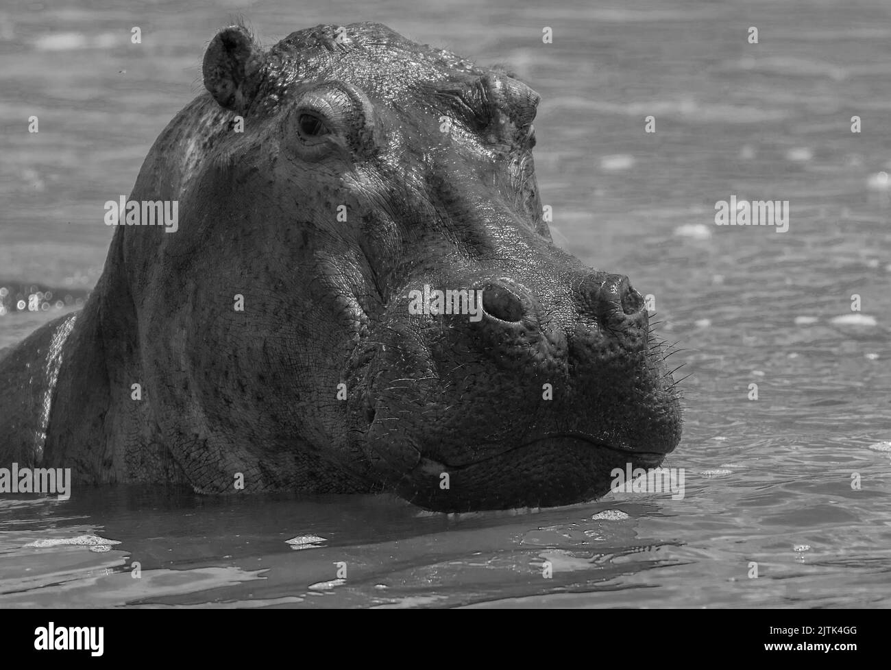 Black and white hippo; b&w hippo; monochrome hippo from the Nile; head ...