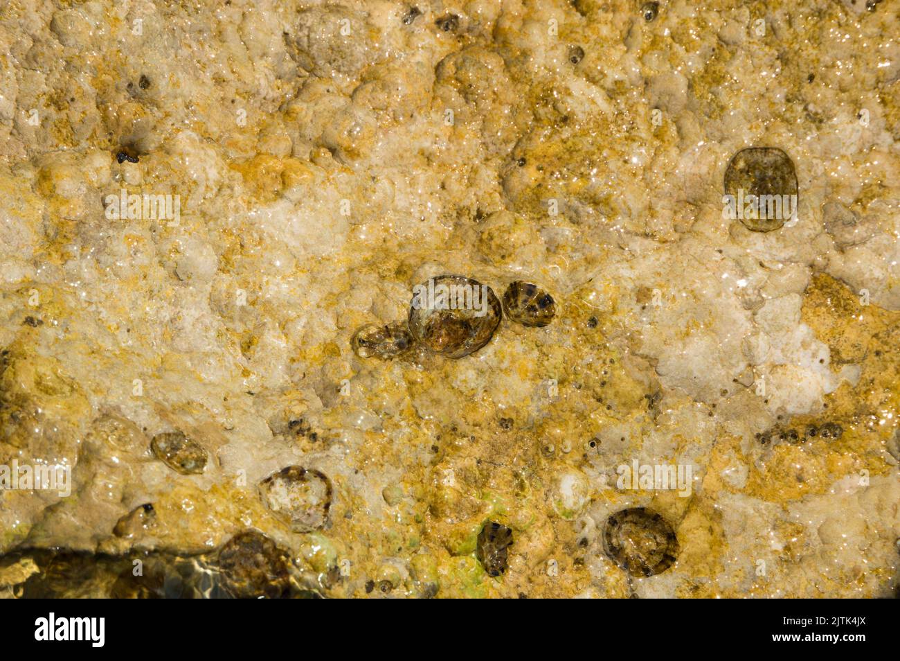 Patella sea snails attached on the sea rock Stock Photo - Alamy