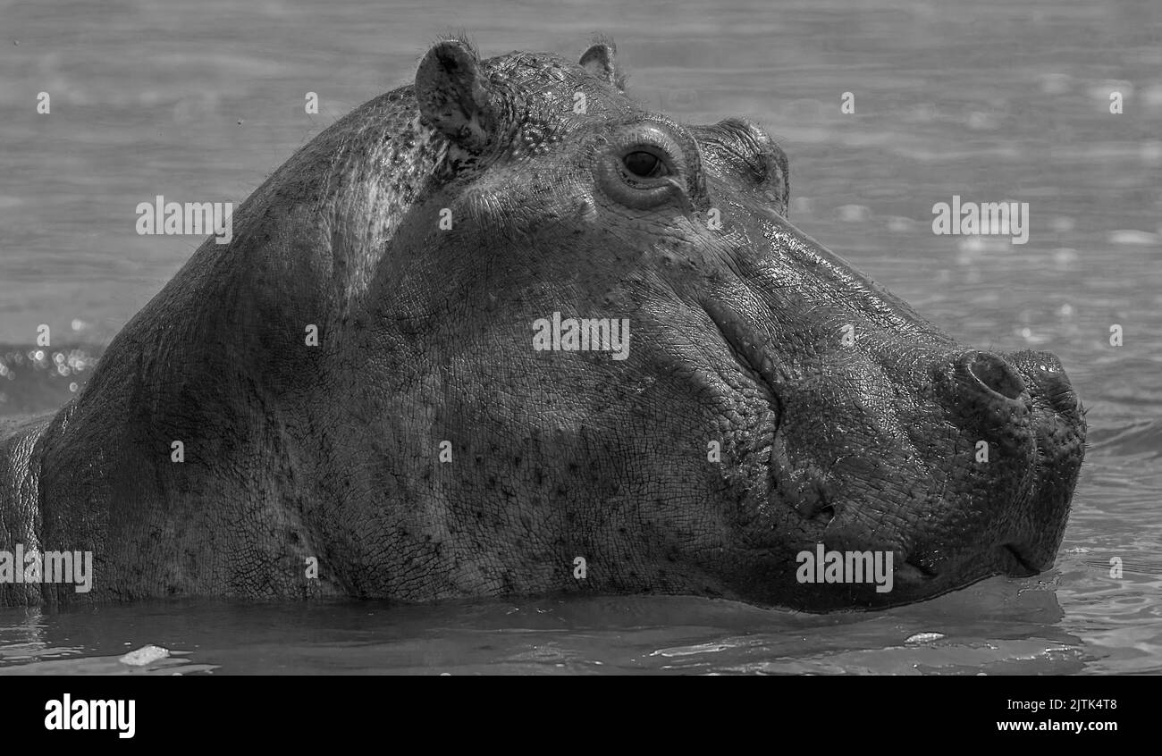 Black and white hippo; b&w hippo; monochrome hippo from the Nile; head ...