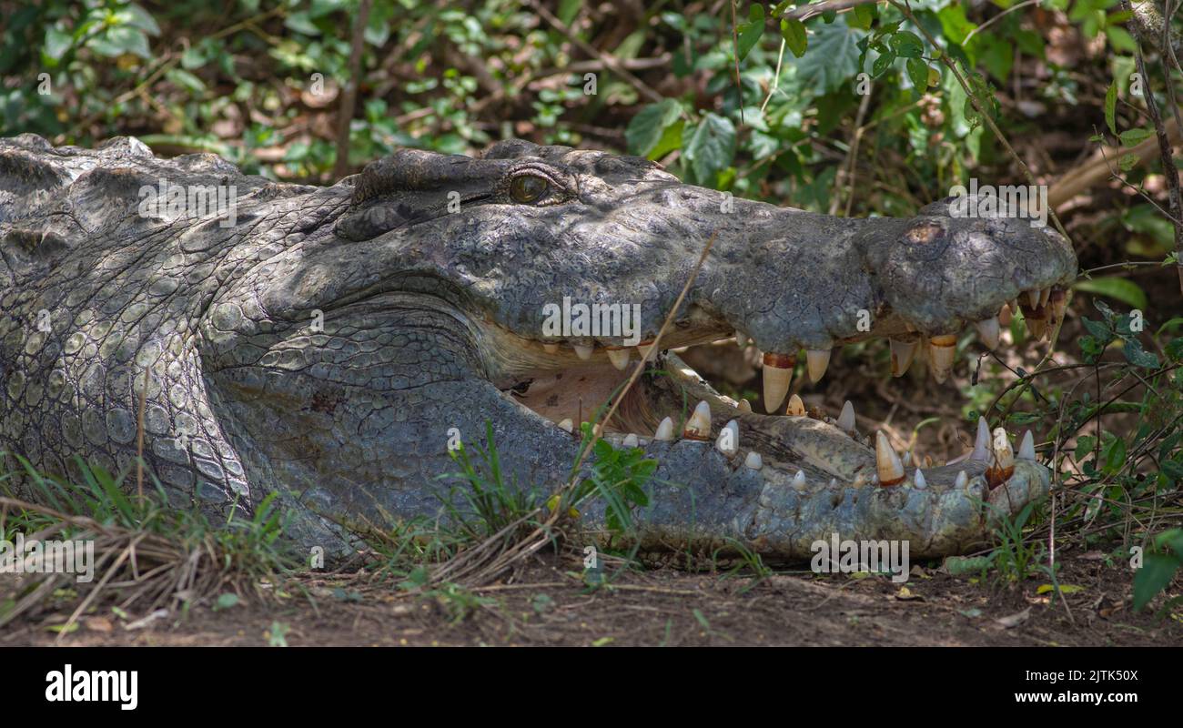 A large adult crocodile with its mouth open basking in the sun showing ...
