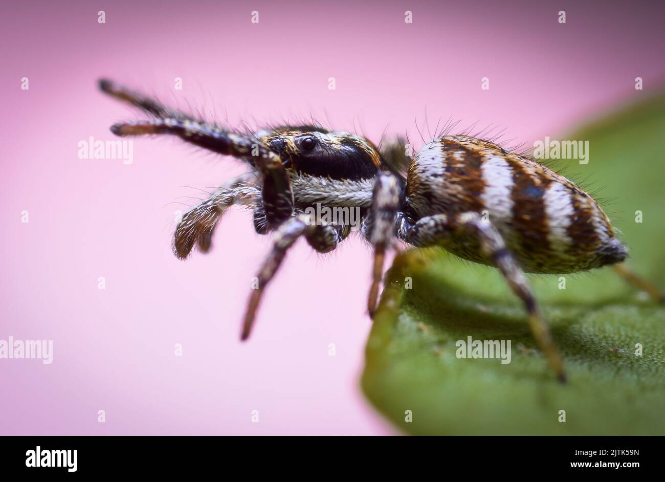 Hunting zebra jumping spider, Salticus scenicus Stock Photo - Alamy