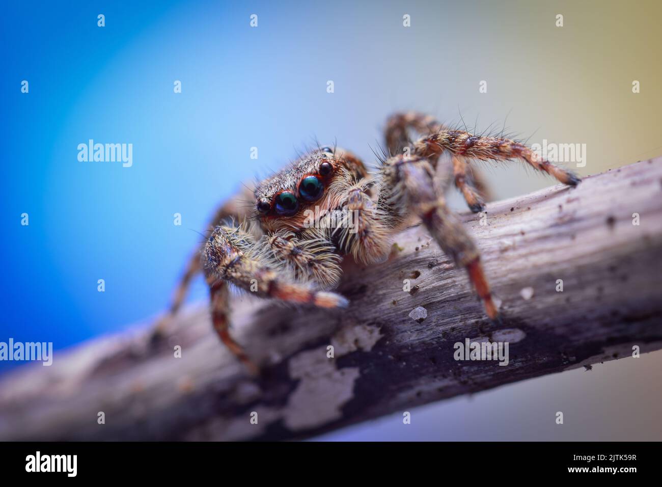 Summery macro photo of a curious jumping spider, Marpissa muscosa Stock ...