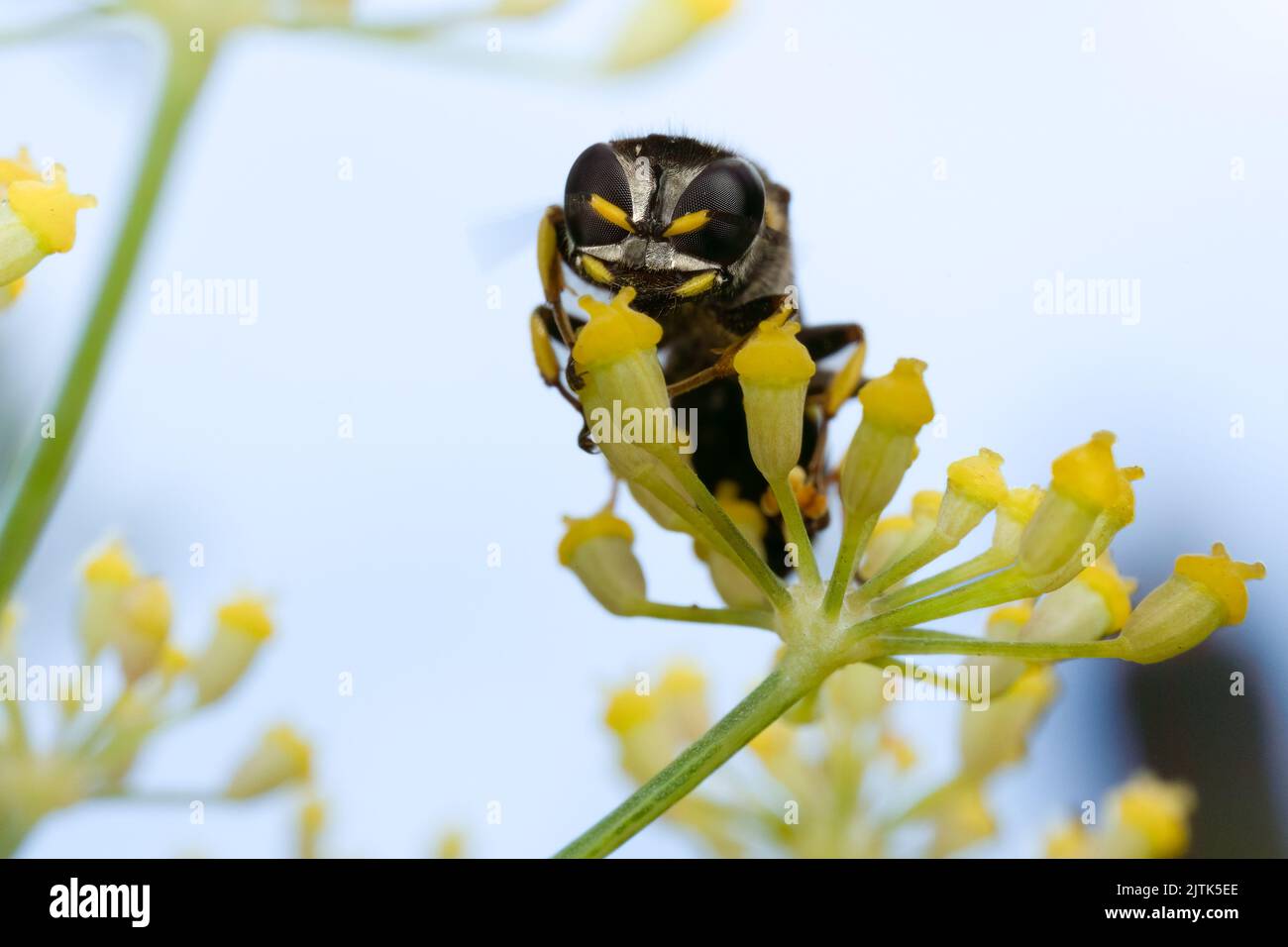 A digger wasp feeding on nectar of, and hunting amongst, flowers of a ...