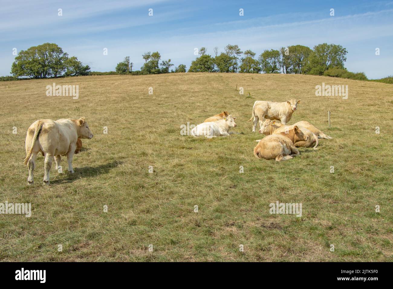 Signs of drough conditionst in West Cork August 2022 Stock Photo - Alamy