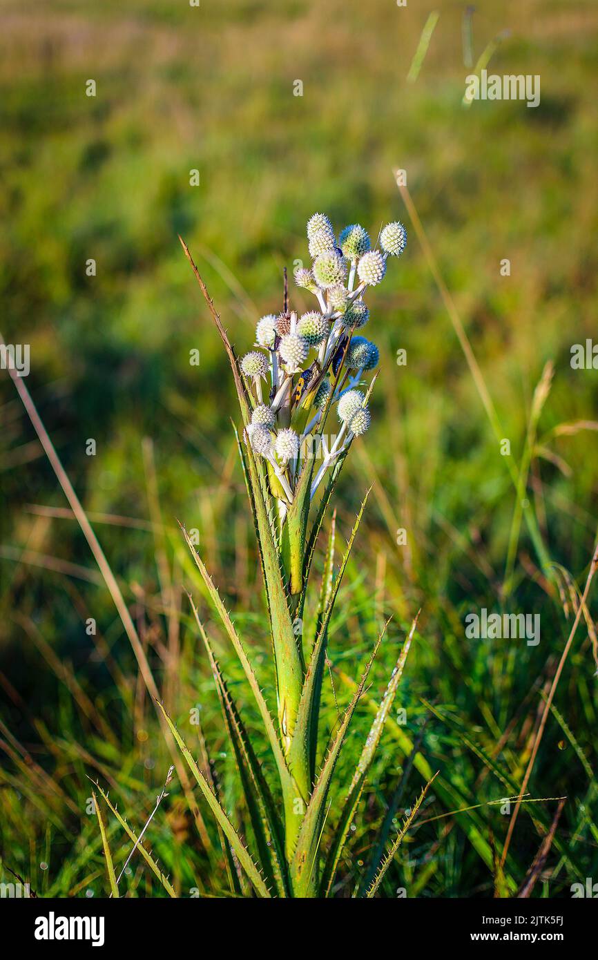 Conyza primulifolia asteraceae plant at meadow environment Stock Photo ...