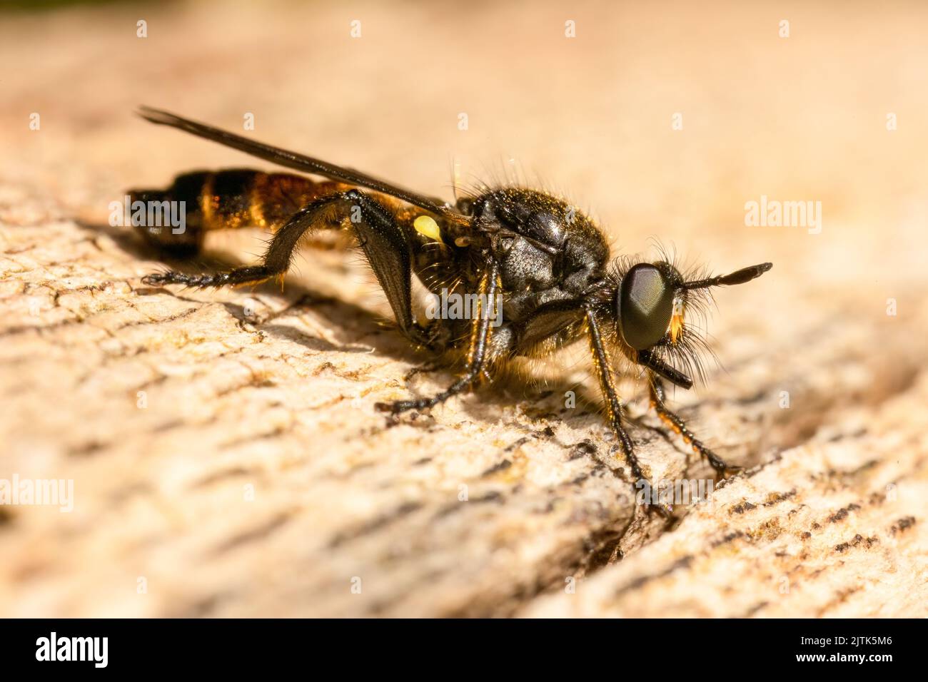 Predatory insects hi-res stock photography and images - Alamy