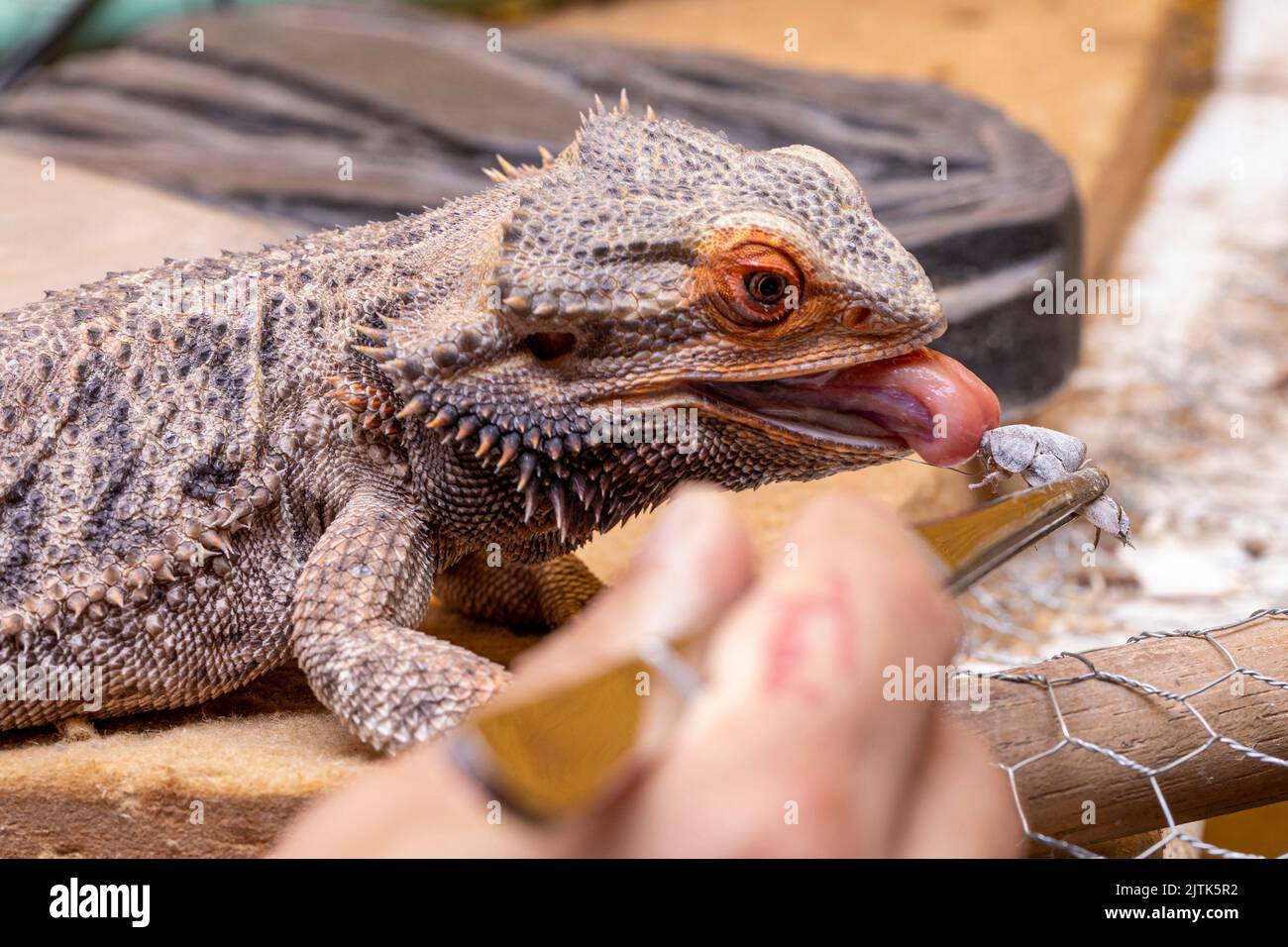 A bearded dragon (Pogona sp) eating cricket Stock Photo - Alamy