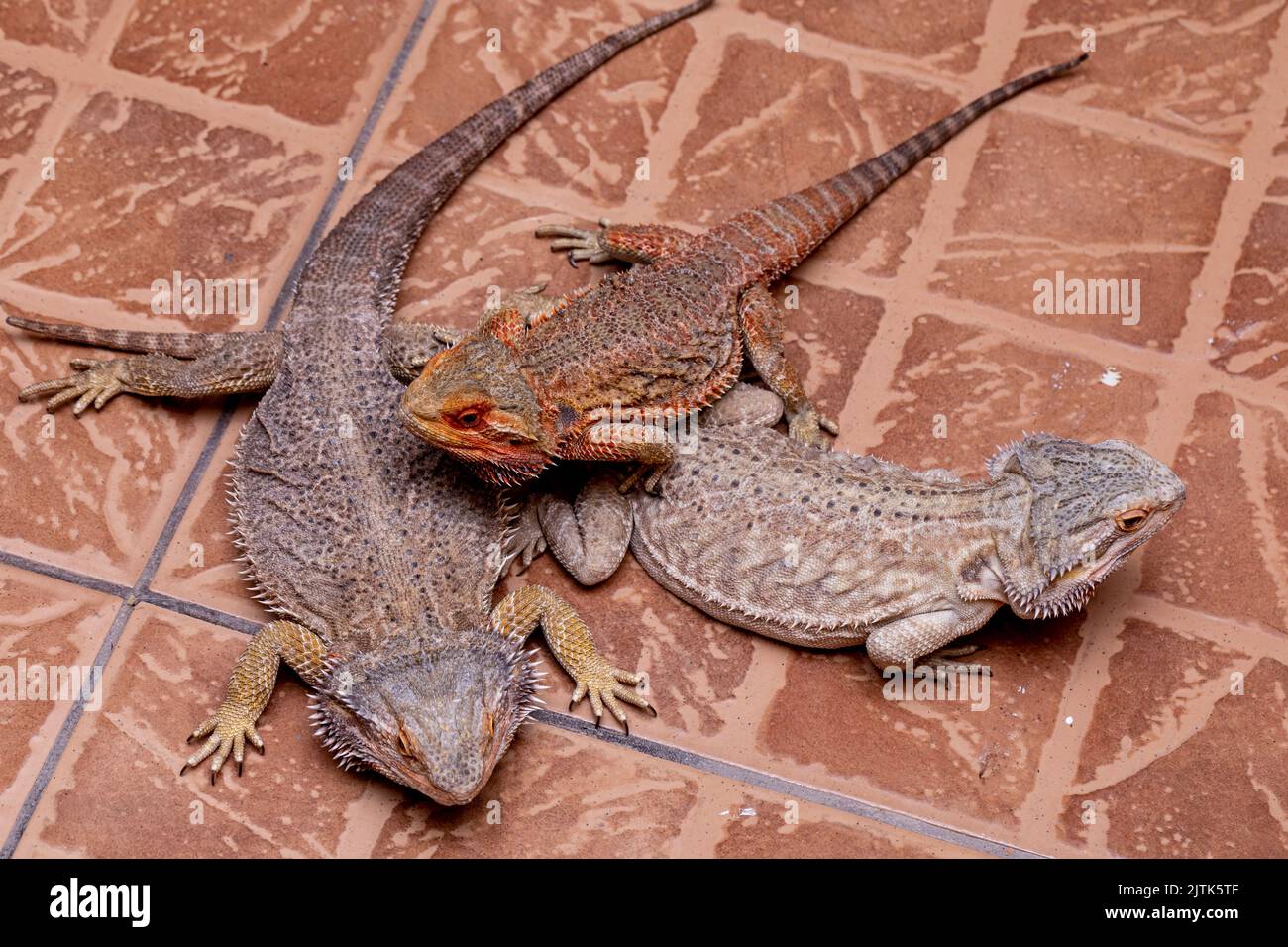 A bearded dragon (Pogona sp) eating cricket Stock Photo - Alamy