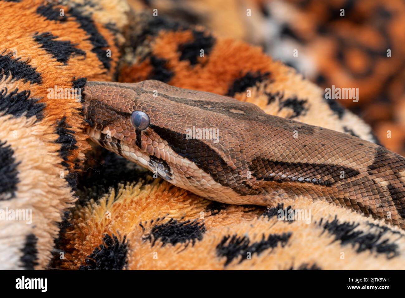 Boa constrictor (Boa constrictor constrictor Stock Photo - Alamy
