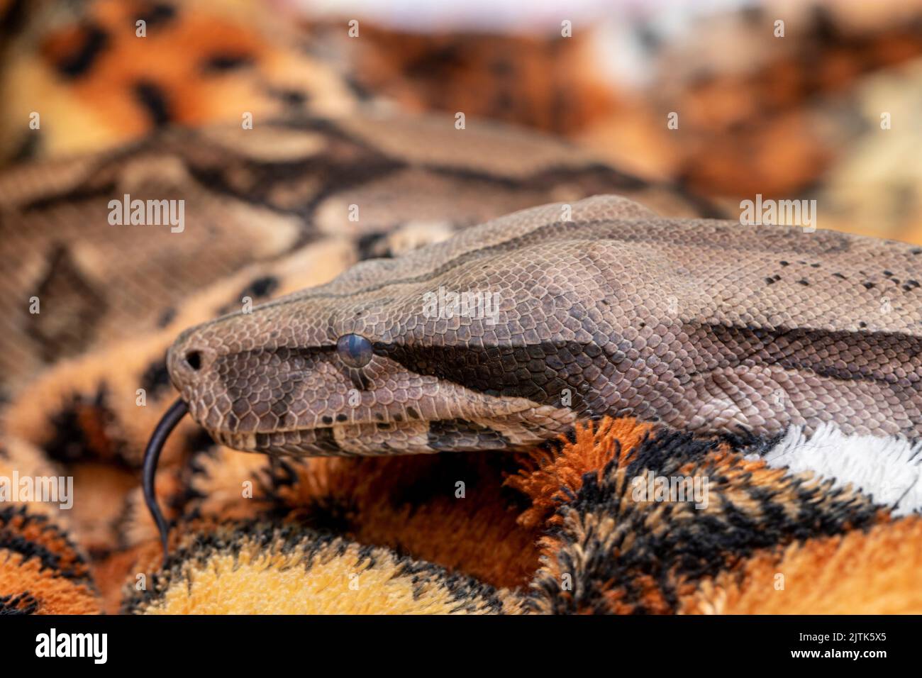Boa constrictor (Boa constrictor constrictor Stock Photo - Alamy