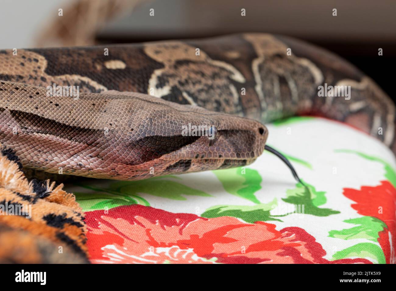 Boa constrictor (Boa constrictor constrictor Stock Photo - Alamy