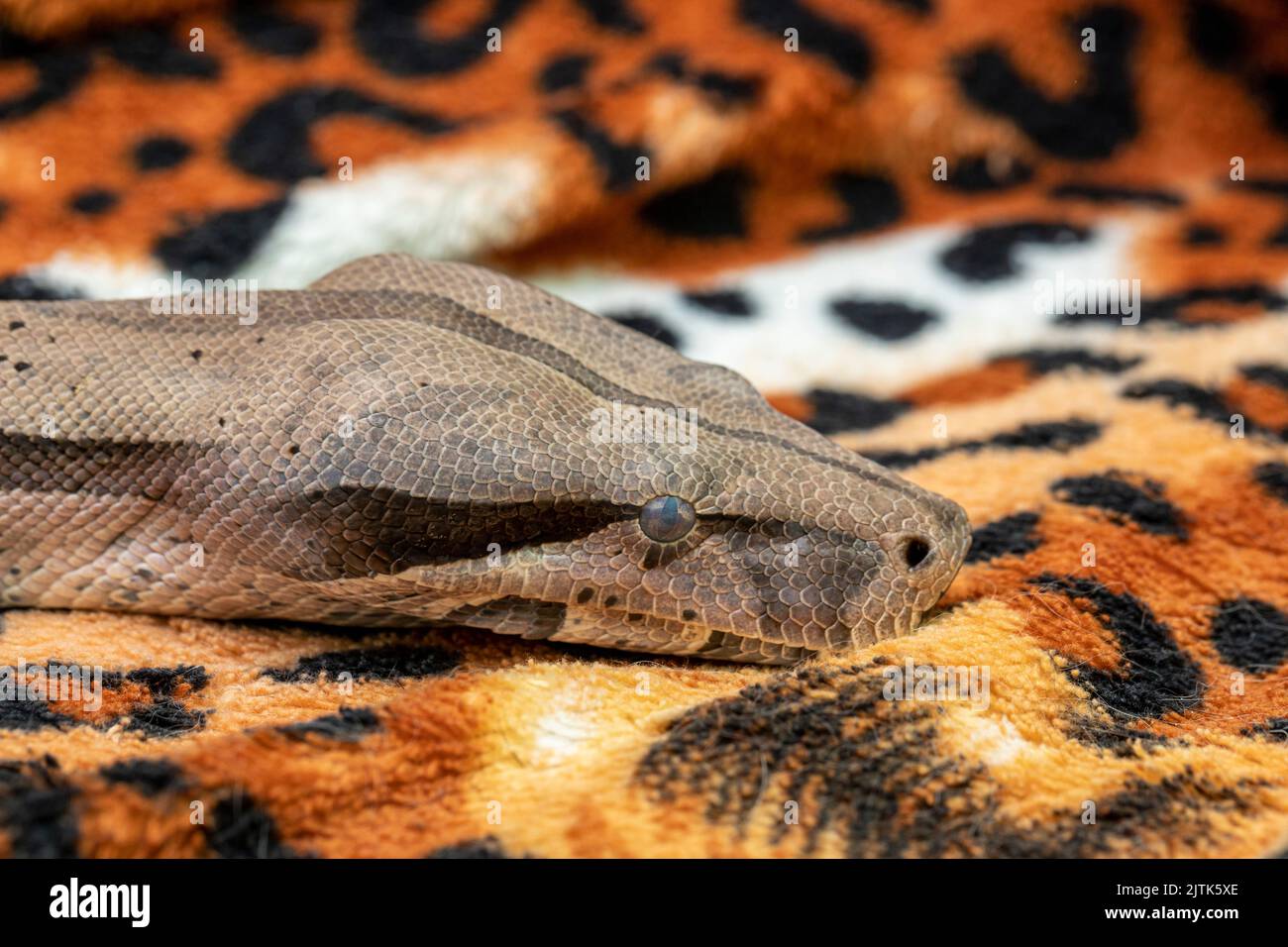 Boa constrictor (Boa constrictor constrictor Stock Photo - Alamy