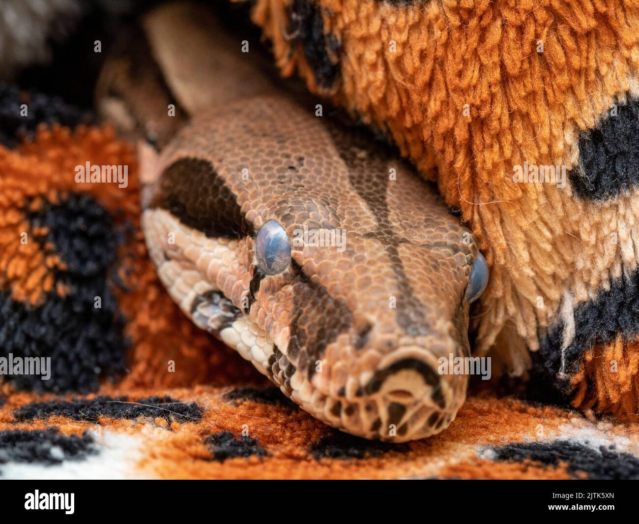 Boa constrictor (Boa constrictor constrictor Stock Photo - Alamy