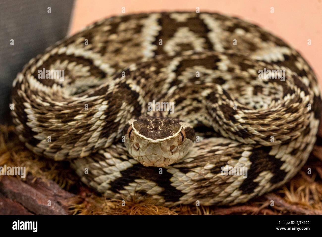 Jararaca Snake (Bothrops Jararaca) . Poisonous brazilian snake Stock ...