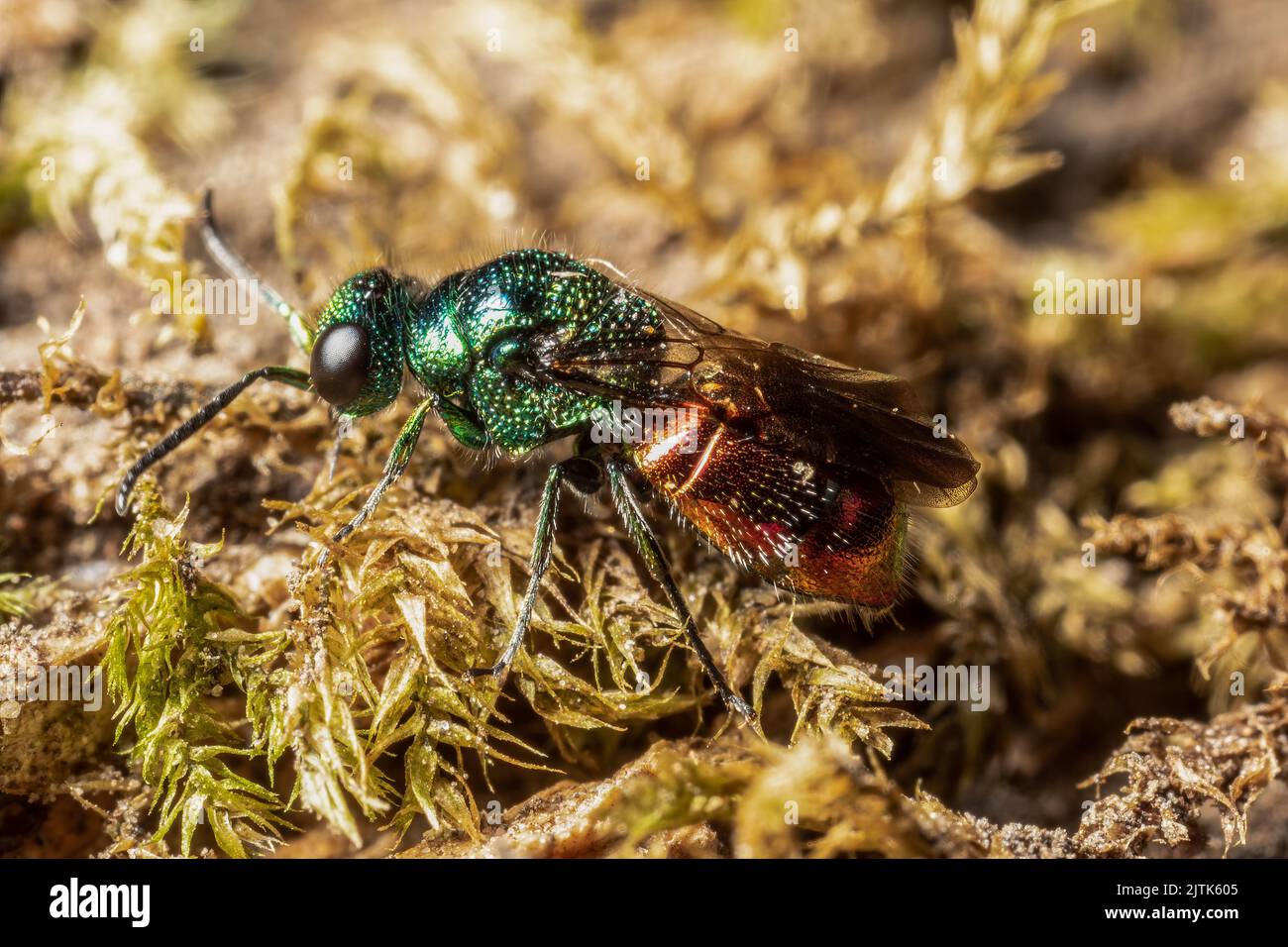 A metallic, iridescent, parasitic ruby-tailed wasp photographed in a ...