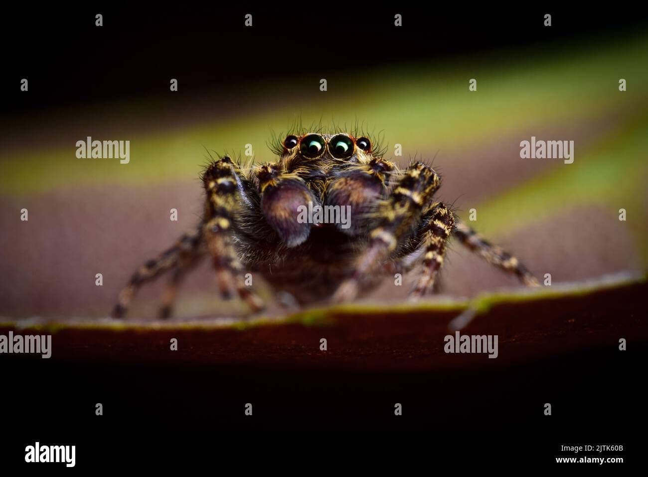 Curious jumping spider, Marpissa muscosa Stock Photo - Alamy