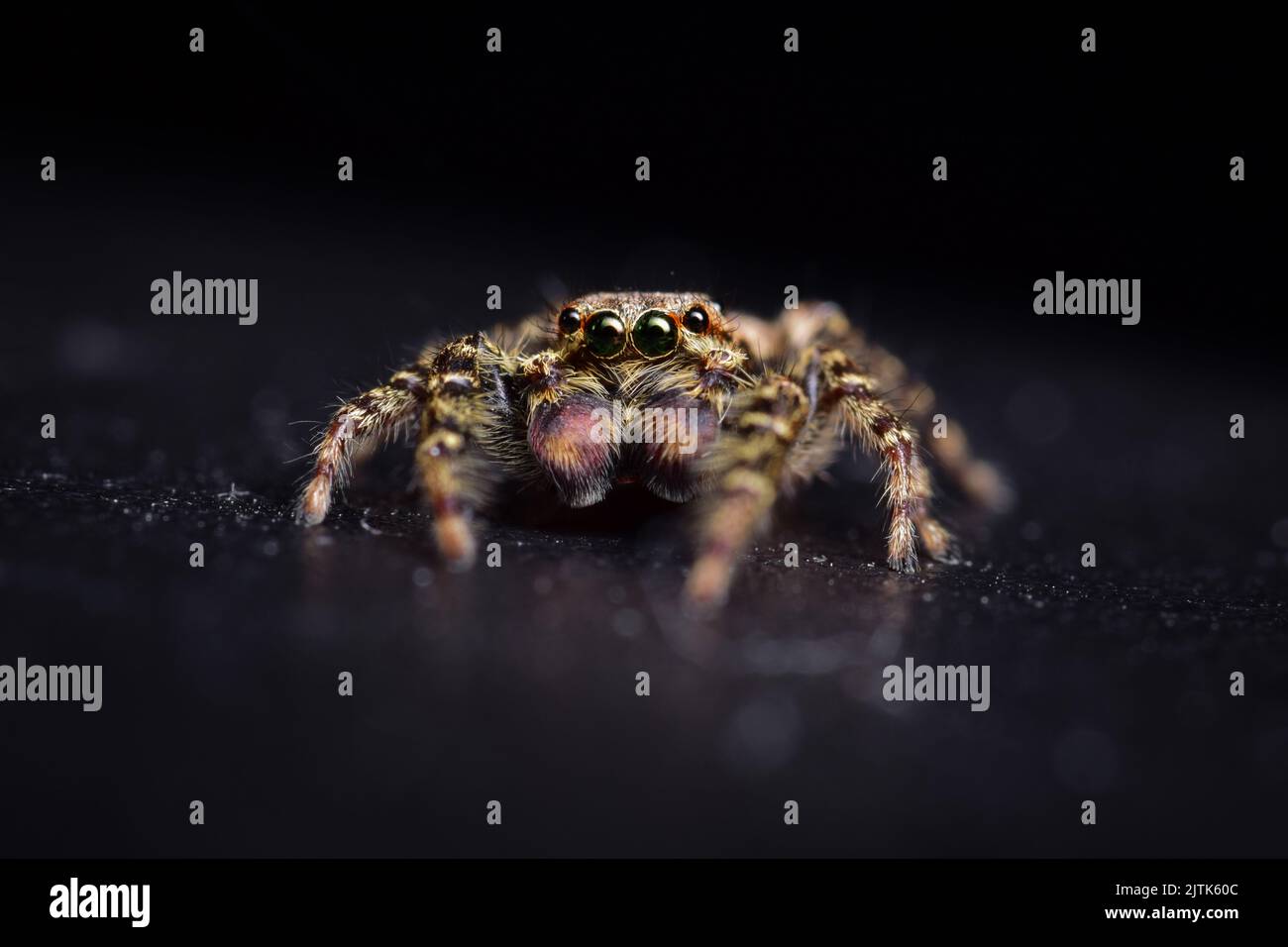 Jumping spider (Marpissa muscosa) macro photo Stock Photo - Alamy