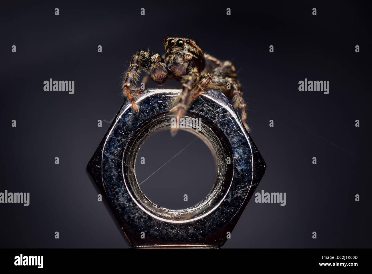 Jumping spider sitting on a nut, Marpissa muscosa Stock Photo - Alamy