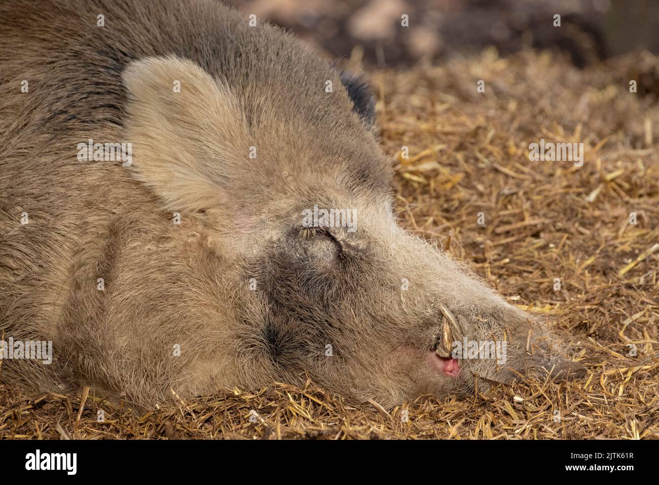 wild boar in the forest; Autumn light; fall season; Wild boar in the ...