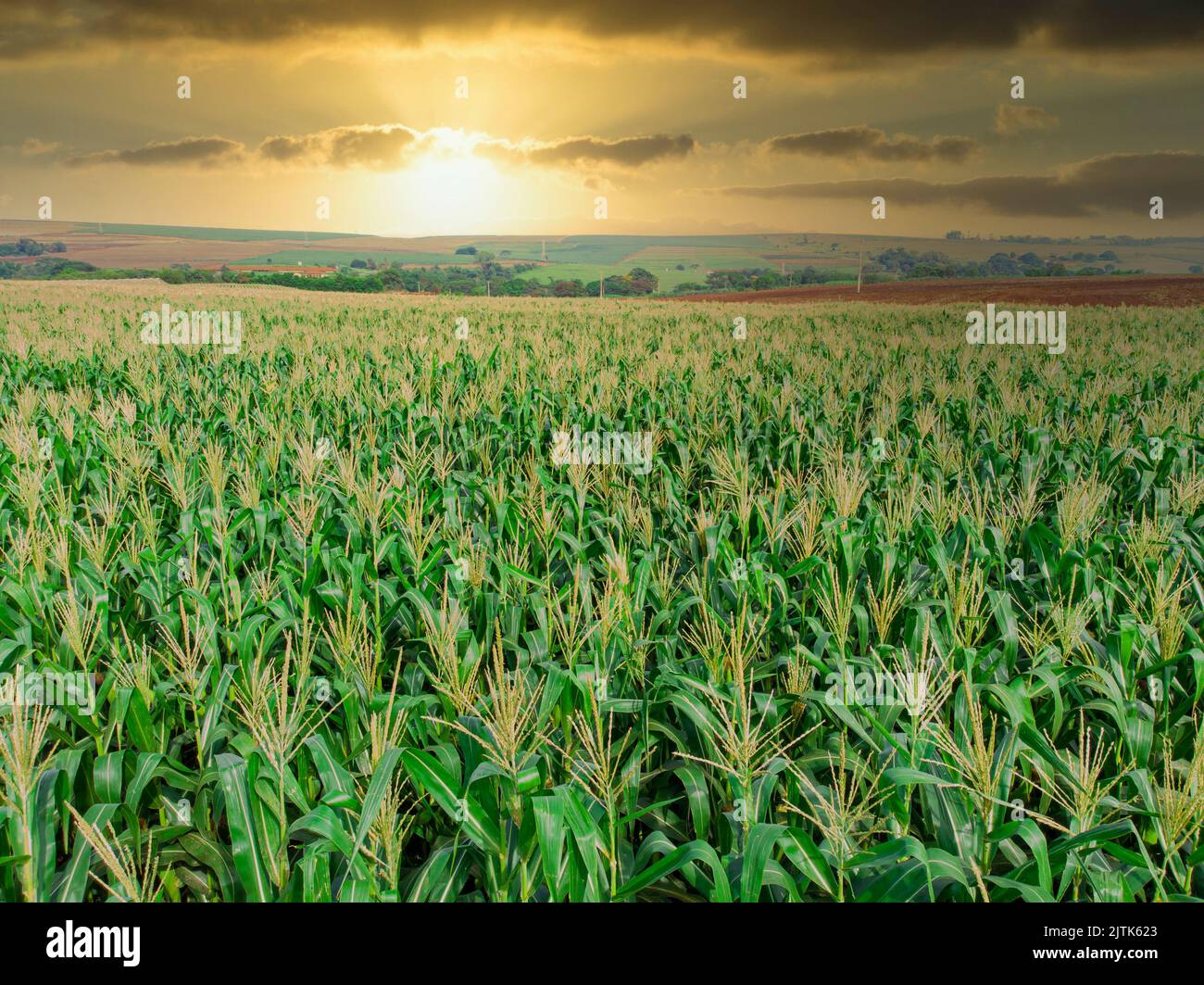 Green Maize Corn Field Plantation In Summer Agricultural Season. Flight Above Green Corn Field ...