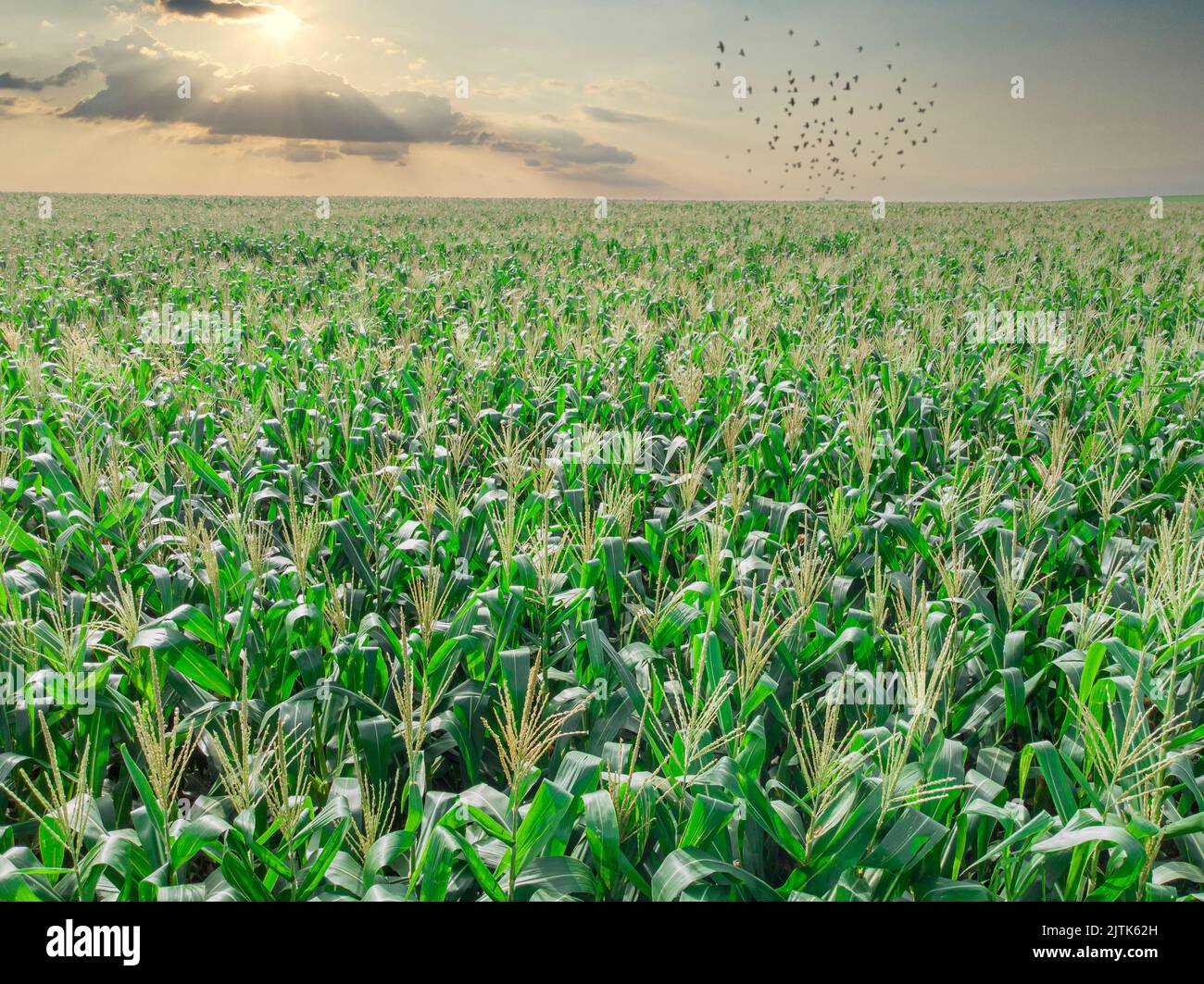 Green Maize Corn Field Plantation In Summer Agricultural Season. Flight ...