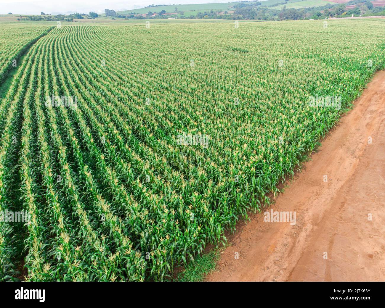 Green Maize Corn Field Plantation In Summer Agricultural Season Stock ...
