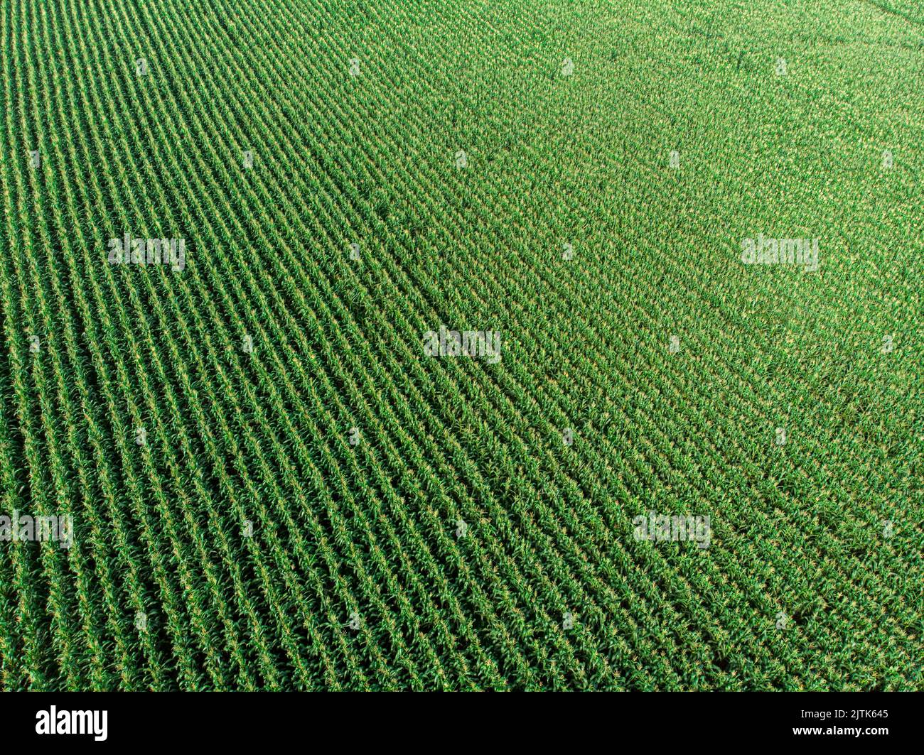 Green Maize Corn Field Plantation In Summer Agricultural Season Stock ...
