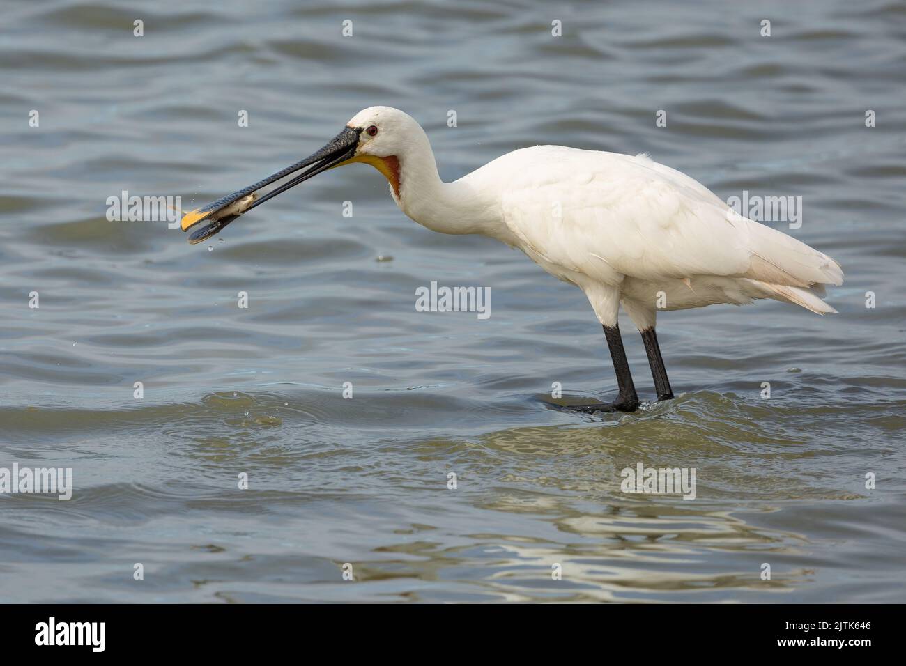 Eurasian spoonbill fishing, Northern France Stock Photo - Alamy